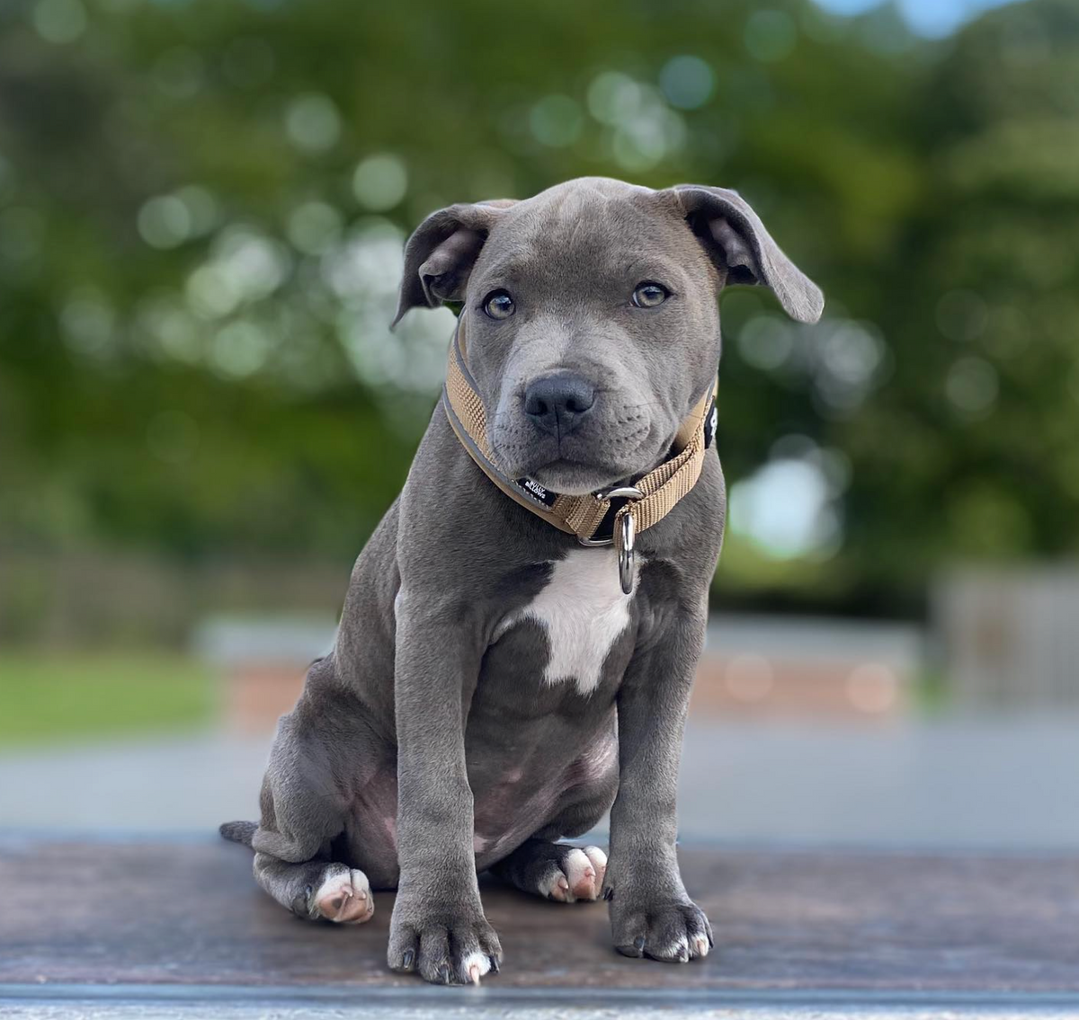 Dog Collar Buying Guide: Everything You Need to Know | BullyBillows