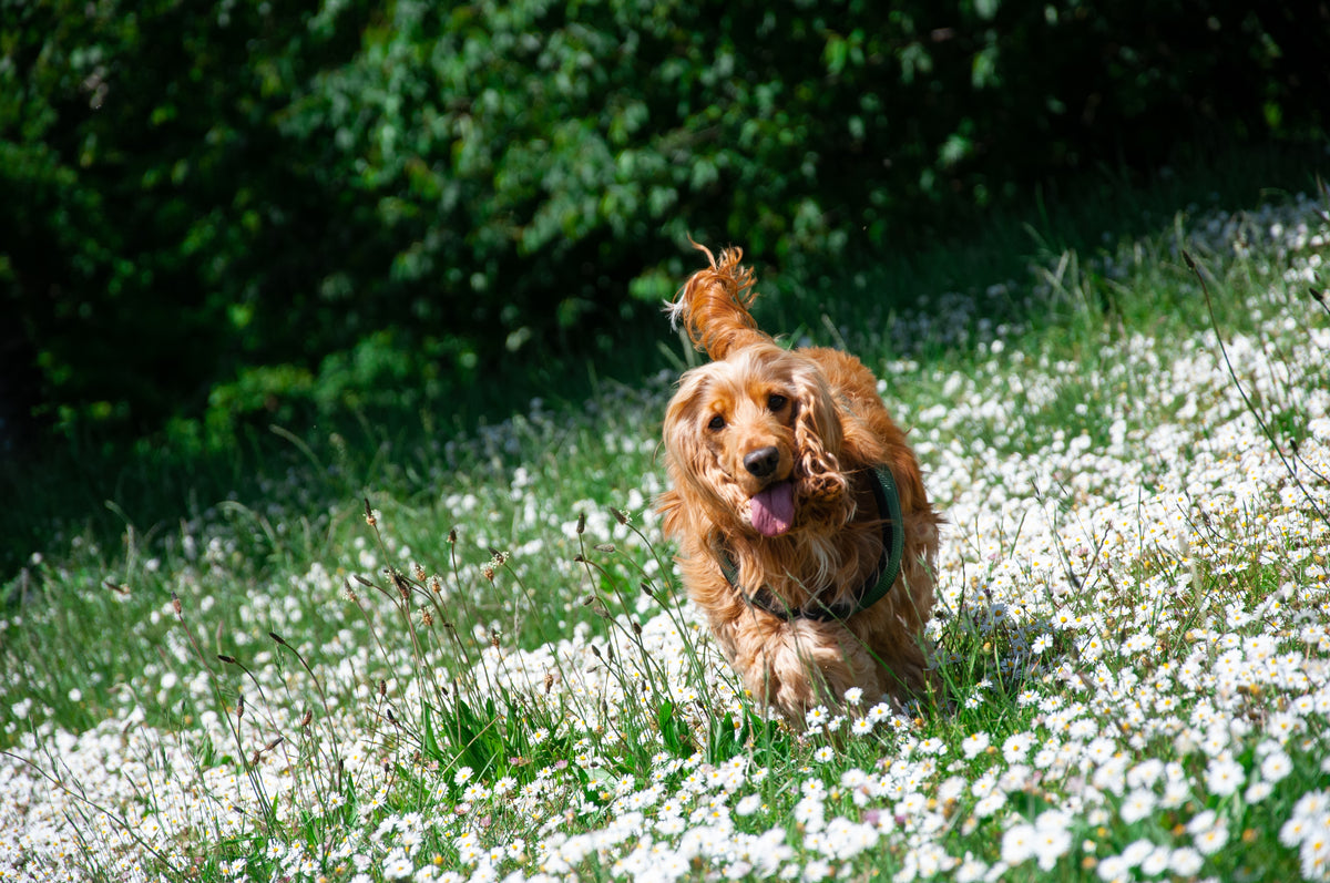 Guide to Different Breeds of Spaniels | BullyBillows