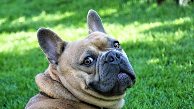 Top 5 Things to Know Before Buying a French Bulldog | BullyBillows