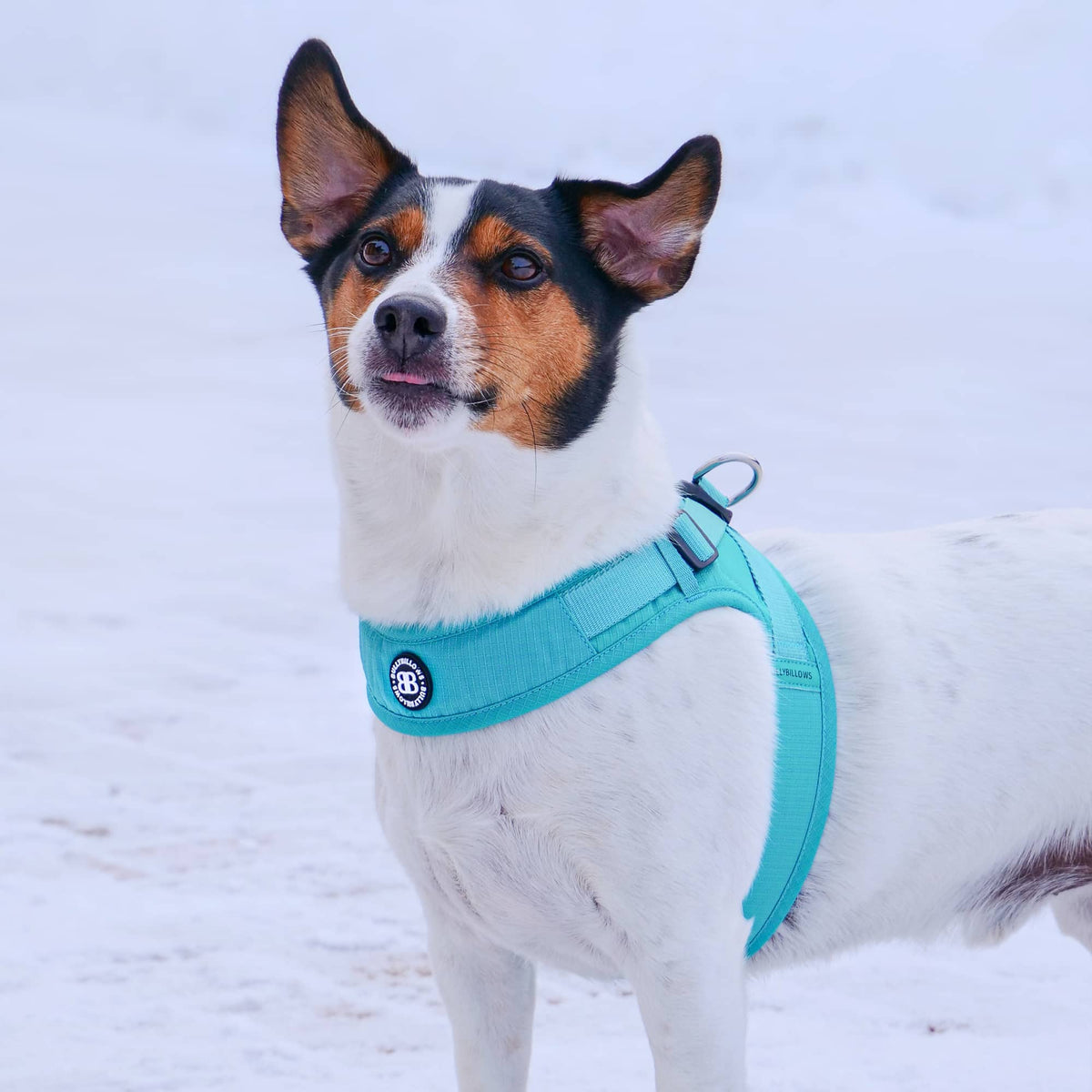Boomerang Harness - XS-M Breeds - Olive Green – BullyBillows