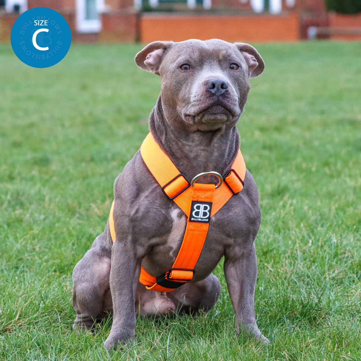 Training Anti Pull TRI-Harness® | M-XL Breeds - Khaki – BullyBillows