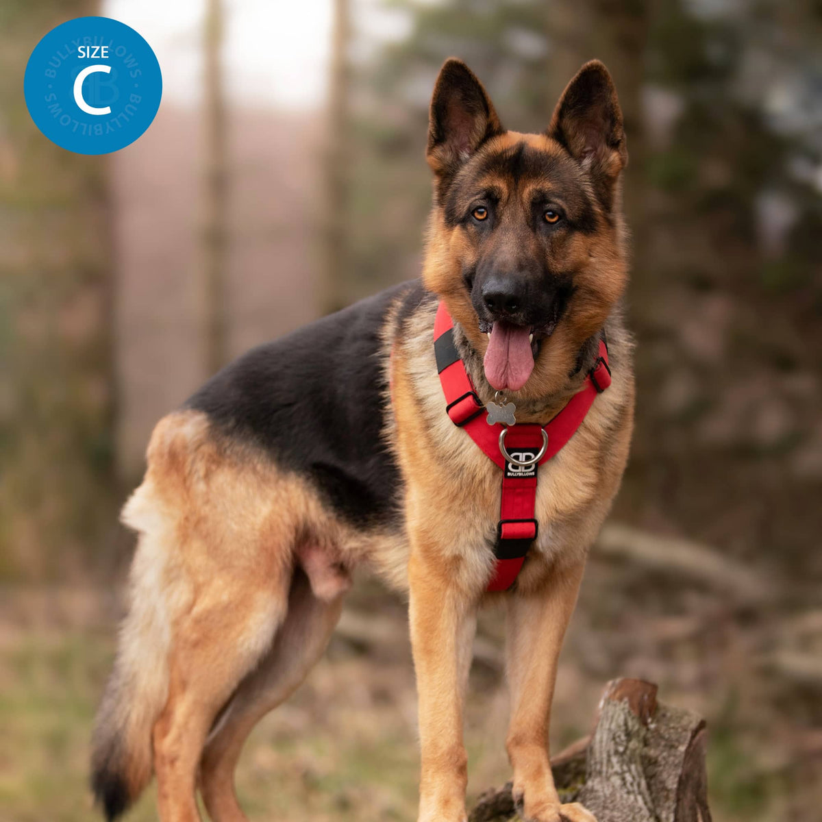 Training Anti Pull TRI-Harness® | M-XL Breeds - Orange – BullyBillows